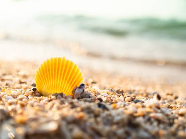 Free Stock Photo of Shell on Beach With Ocean Background | Download ...