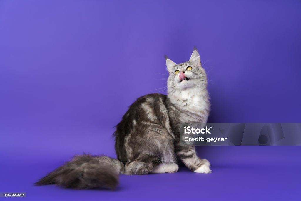 Longhair Maine Coon Cat With Tongue Sticking Out Licks Lips And Throws Back Head Looking Up