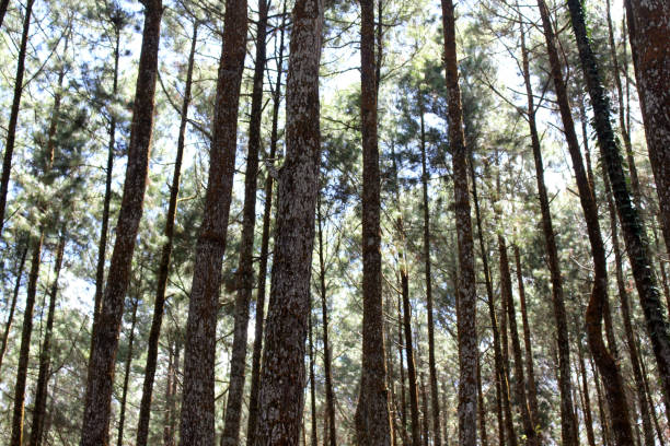 Hutan Pinus Pictures | Download Free Images on Unsplash