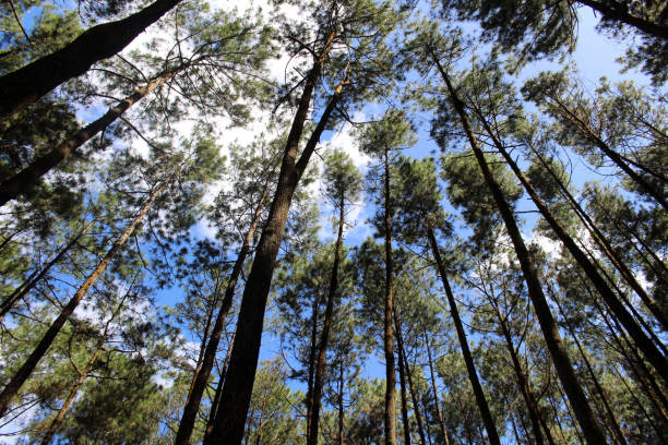 Hutan Pinus Pictures | Download Free Images on Unsplash