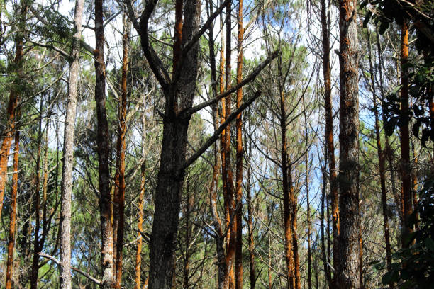 Hutan Pinus Pictures | Download Free Images on Unsplash