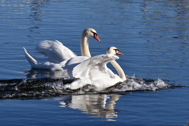 Free picture: pond, swamp, swan, wetland, nature, water, lake, cold ...