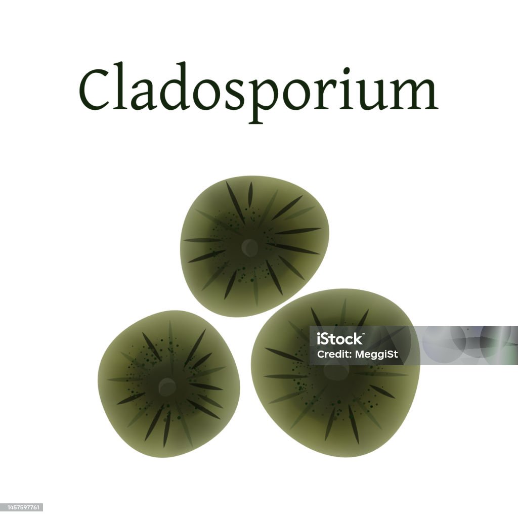 Cladosporium Mold Vector Illustration Isolated On White Background向量圖形及