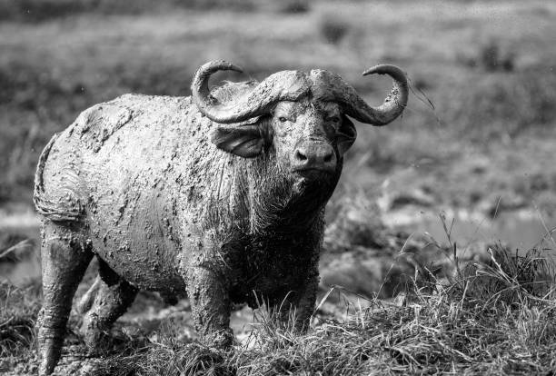 Free African predator stock photos. Download the best free African ...