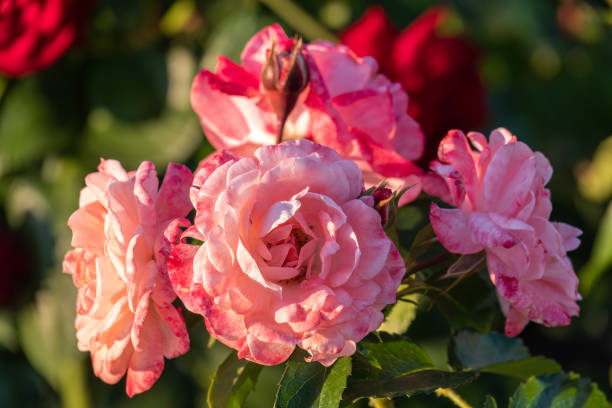 Free picture: Pinkish reddish roses in flower garden in summer season