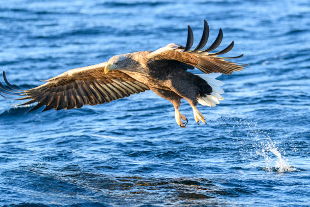 Best 100+ Hunt Pictures | Download Free Images on Unsplash