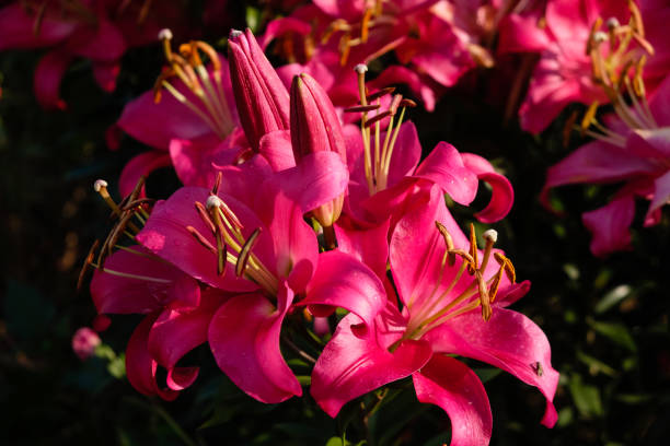 Cerise Pictures | Download Free Images on Unsplash