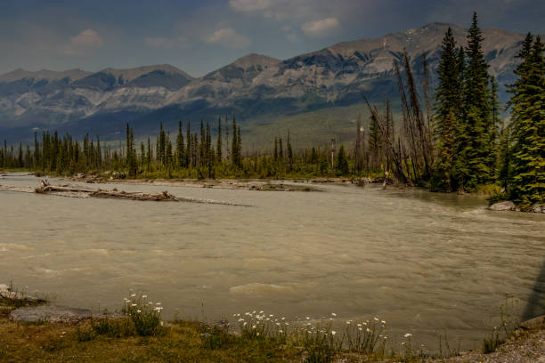 Free picture: Conifer forest in high land of Canada national park