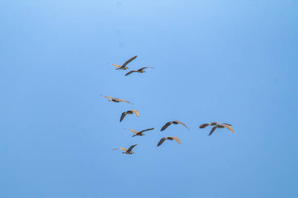Free picture: Flock of birds flying in the distance in the sky