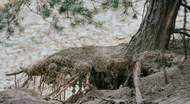 Free picture: forest, soil, erosion, autumn, season, leaf, nature ...