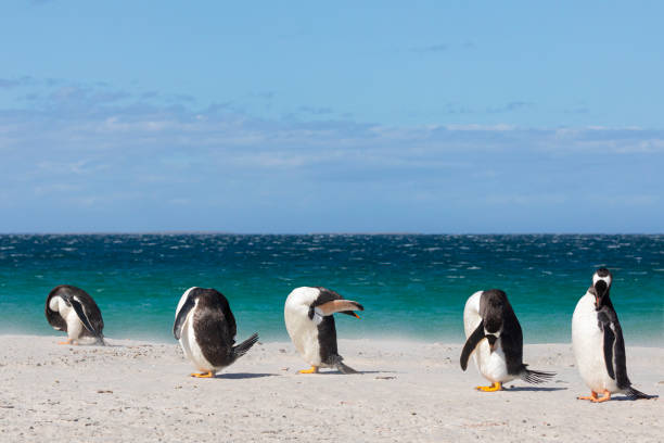 Pinguin Pictures | Download Free Images on Unsplash