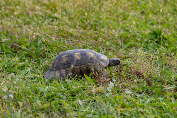 Free picture: Greek tortoise (Testudo graeca) side view of turtle