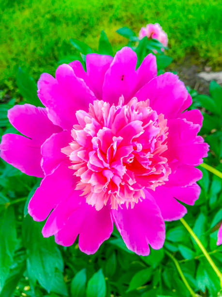 500+ Peony Pictures [HD] | Download Free Images & Stock Photos on Unsplash