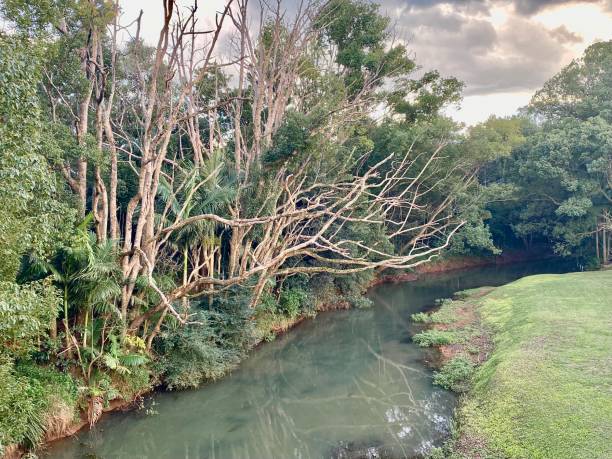 Free picture: rainforest, reflection, riverbank, water, tree, nature ...