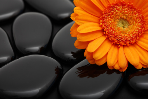 Gerbera 아이리스입니다 및 스파 스톤 배경기술 0명에 대한 스톡 사진 및 기타 이미지 0명 개념 개념과 주제