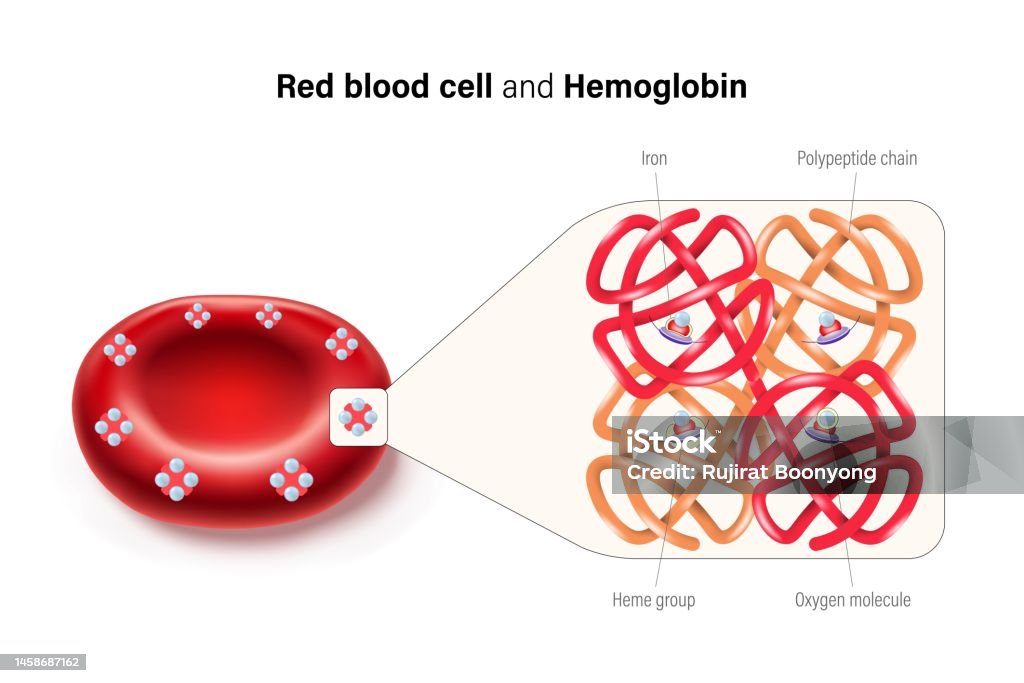 Red Blood Cell And Hemoglobin Vector Heme Groups And Subunits Iron ... Red Blood Cell And Hemoglobin Vector Heme Groups And Subunits Iron ...