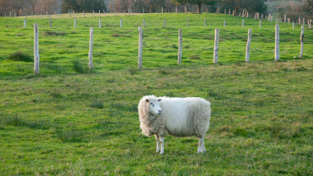Free Stock Photo of One Sheep | Download Free Images and Free Illustrations