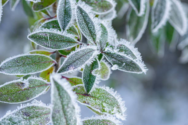 Foto gratis: gelo, erba, ghiaccio, foglie, neve, inverno