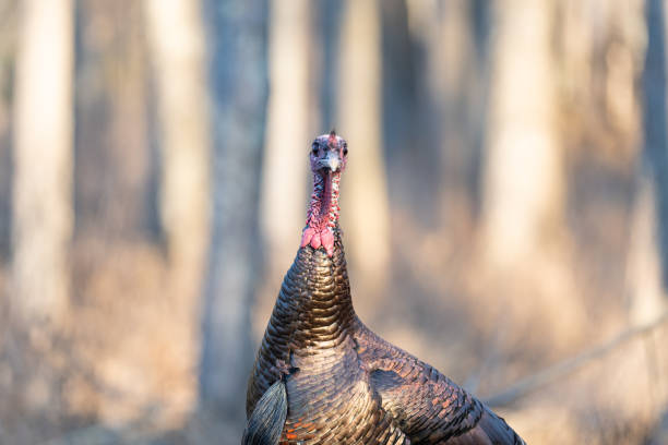 Wild Turkey Wallpaper