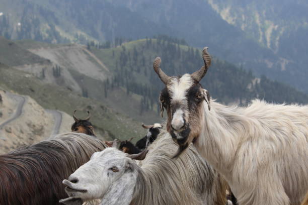 Free picture: animal, hair, goat, nature, young, ground, outdoor
