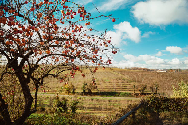 Free Stock Photo of Autumn landscape with bare fruit trees | Download ...