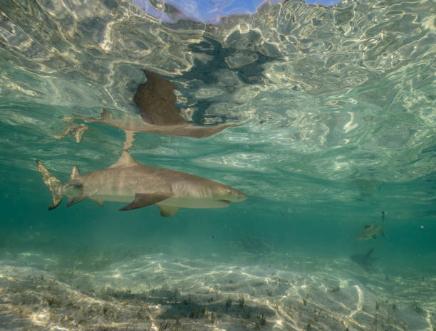 4,000+ Free Lemon Shark & Shark Photos - Pixabay