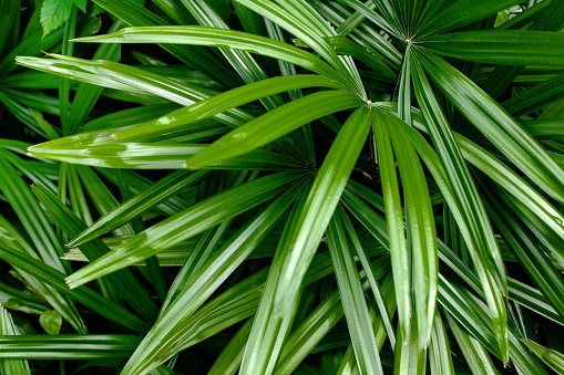 Latar Belakang Tekstur Daun Palem Wallpaper Pola Daun Tropis Hijau Tua