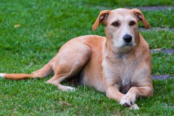 Free picture: Yellowish brown dog with collar laying on grass plants ...