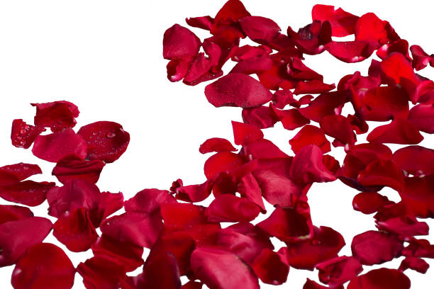 Free picture: Close-up of dark red rose petals blooming