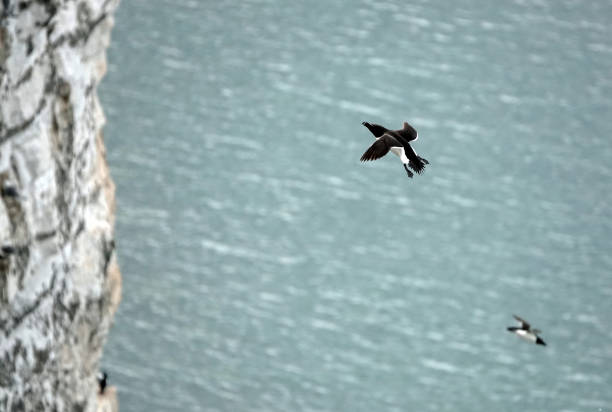 Free Stock Photo of Two birds on a cliff by the water | Download Free ...