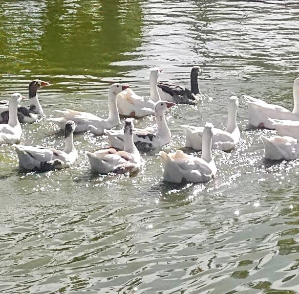 Patos Pictures | Download Free Images on Unsplash