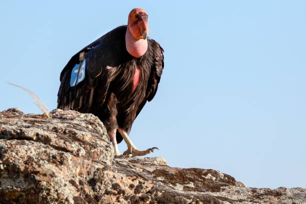 50+ Condor free images