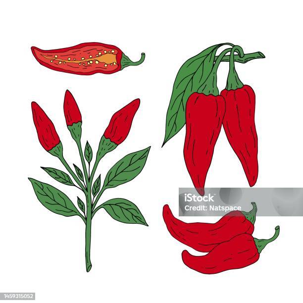 Ensemble Chili Pepper Épices Mexicaines Chaudes Croquis Dessiné À La ... Ensemble Chili Pepper Épices Mexicaines Chaudes Croquis Dessiné À La ...