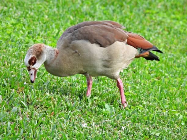 Free picture: Egyptian goose (Alopochen aegyptiaca) with ducklings ...