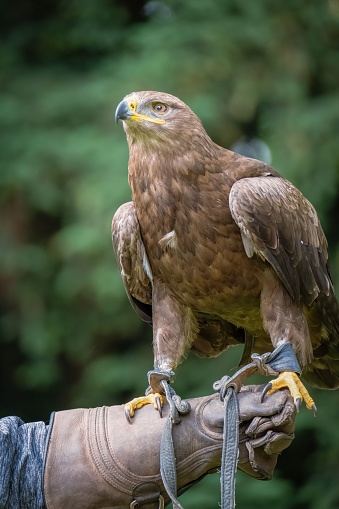 Vertikale Aufnahme Eines Steinadlers Auf Der Hand Eines Trainers Im ... Vertikale Aufnahme Eines Steinadlers Auf Der Hand Eines Trainers Im ...