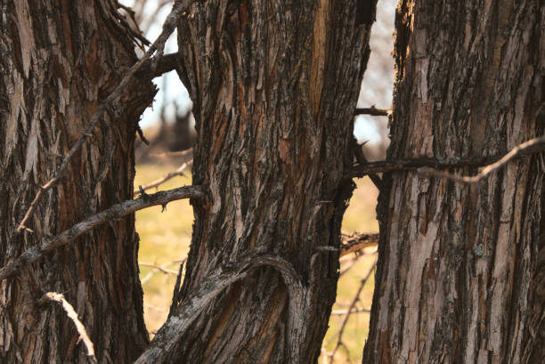 Free picture: Tree trunks bending on wind in woodland