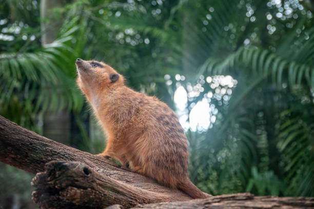 Free picture: meerkat, mammal, mongoose, wild