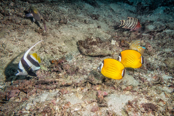 Free Stock Photo of rock beauty butterfly fish percoid fish | Download ...