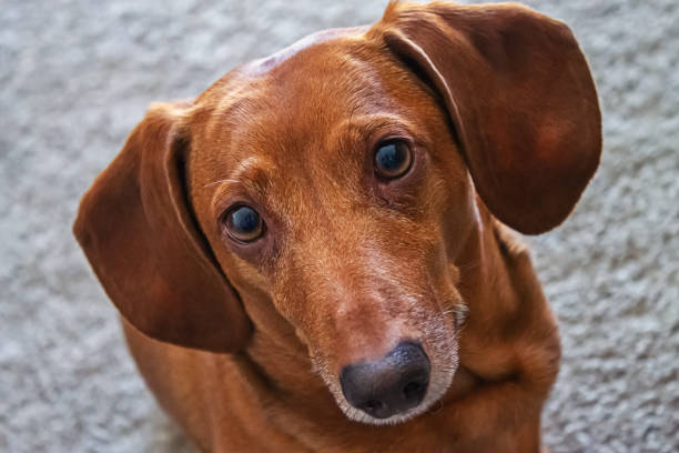 500+ Red Camera Pictures | Download Free Images on Unsplash