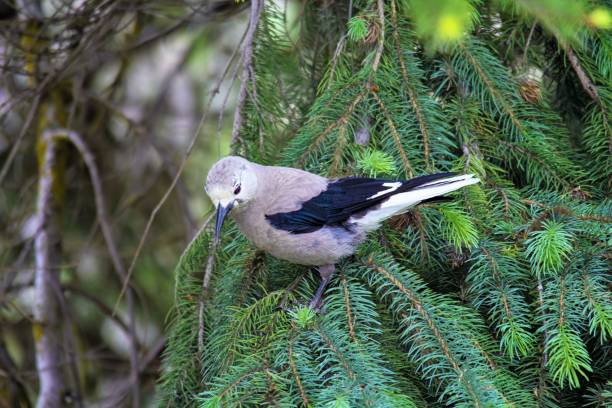 Free picture: clarks, nutcracker, animal, bird, tree