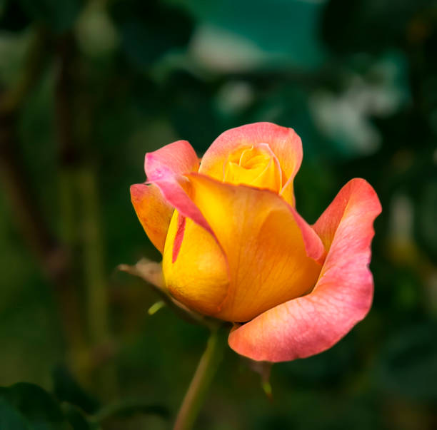 Flower Opening Pictures | Download Free Images on Unsplash