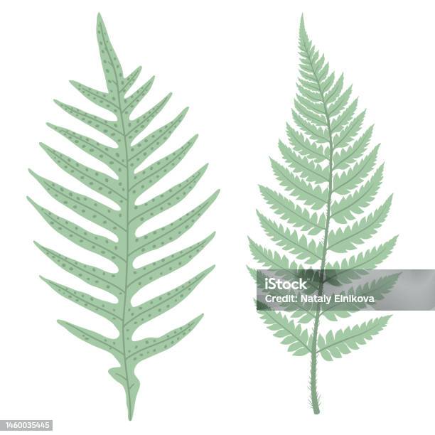 Dua Daun Daun Pakis Hijau Konsep Hutan Ilustrasi Stok Unduh Gambar