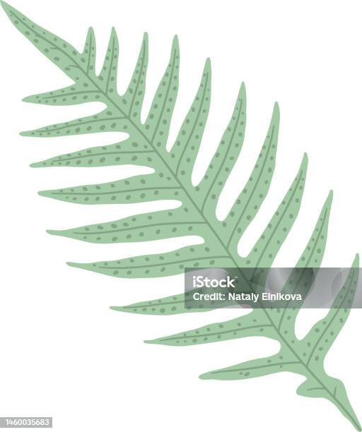 Daun Pakis Daun Tropis Konsep Hutan Vektor Ilustrasi Stok Unduh