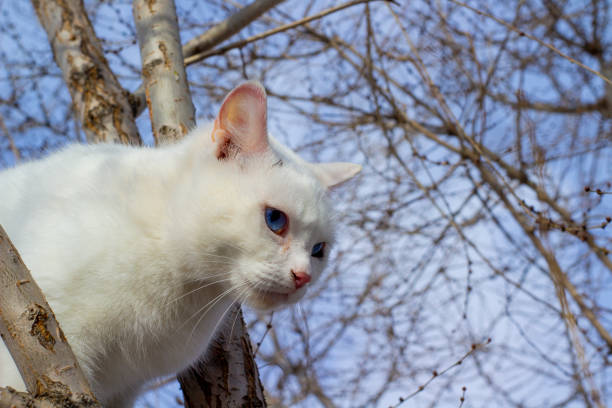 Free picture: Adorable white on tree trunk cat curiously looking