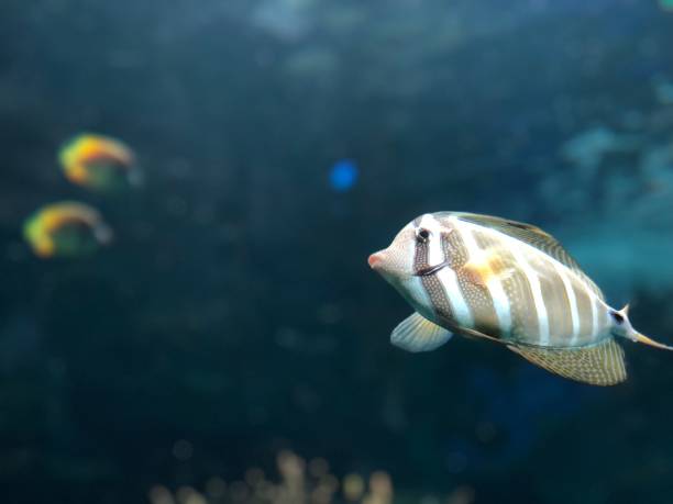 Gratis afbeelding: vis, water, zeevis, aquarium, natuur, Oceaan ...