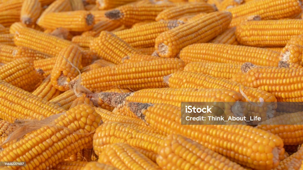 Tumpukan Jagung Kuning Sehat Bijibijian Matang Mengering Biji Jagung ... Tumpukan Jagung Kuning Sehat Bijibijian Matang Mengering Biji Jagung ...