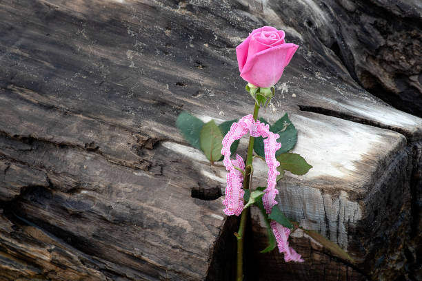 Free Stock Photo of Pink roses on a log | Download Free Images and Free ...
