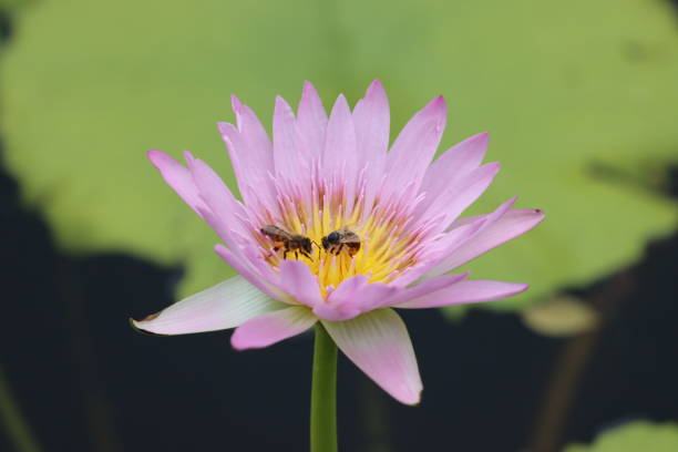 Free Stock Photo of Water Lily bloom with bee | Download Free Images ...