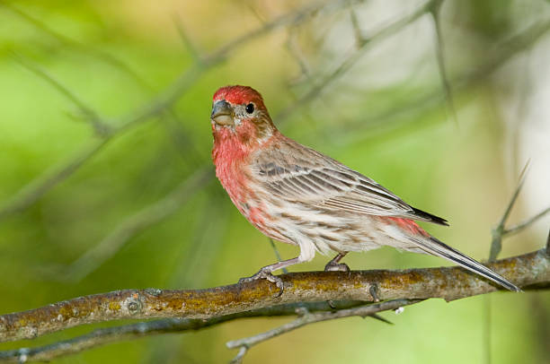 House Finch Pictures | Download Free Images on Unsplash
