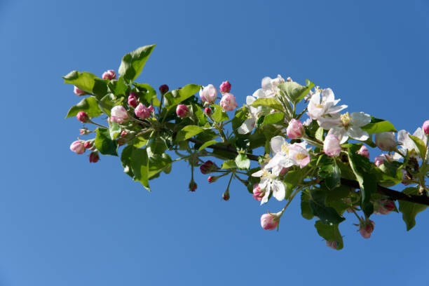 Free picture: blue, floral, branch, flowers